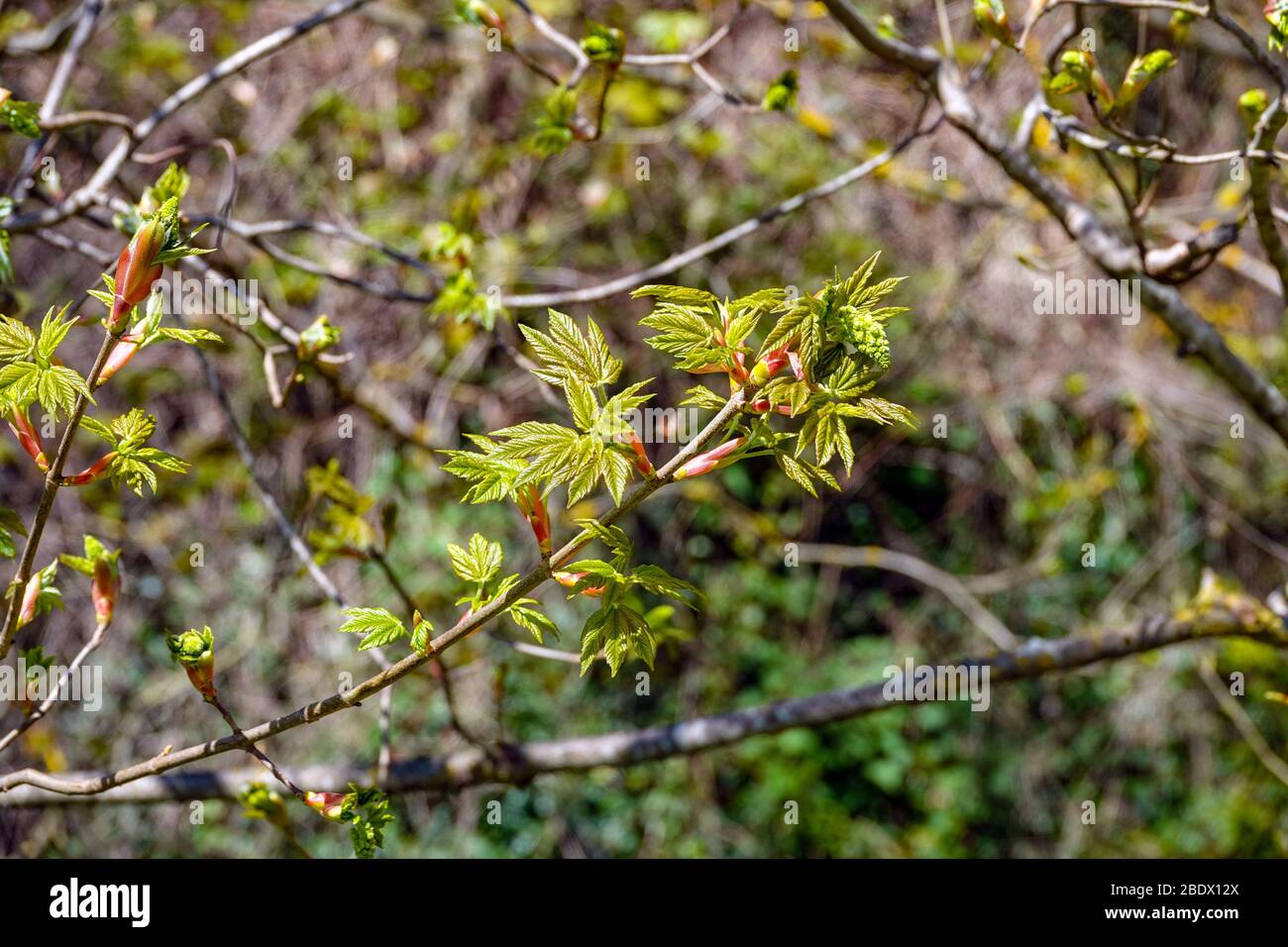 Fresh spring growth on branch, Ariege, French Pyrenees, France Stock ...