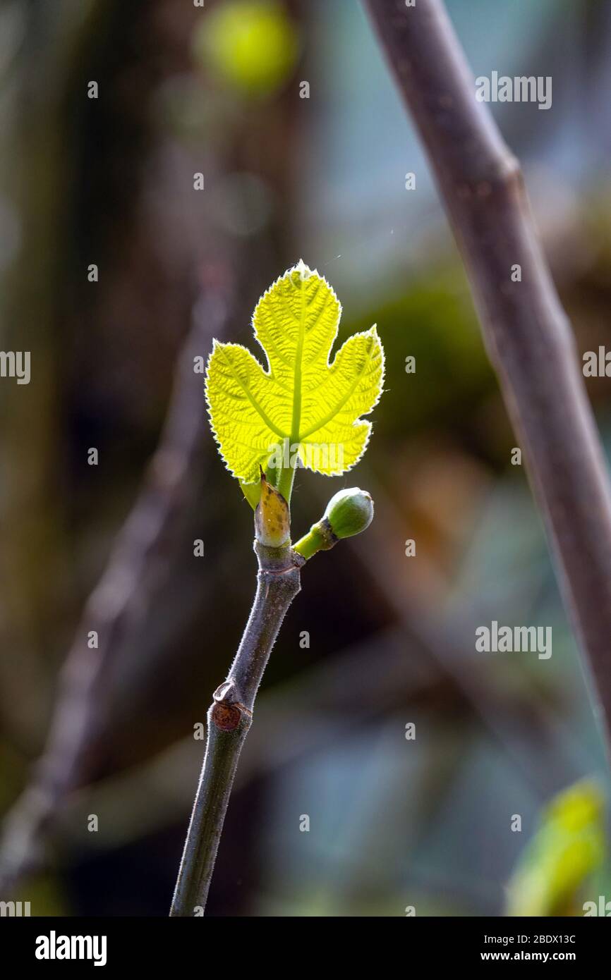 Fresh spring growth on branch, Ariege, French Pyrenees, France Stock ...
