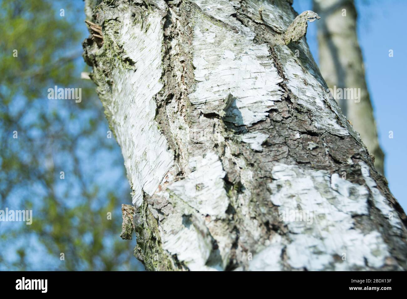 Close-up of bark on a Silver Birch tree (Betula pendula Stock Photo - Alamy