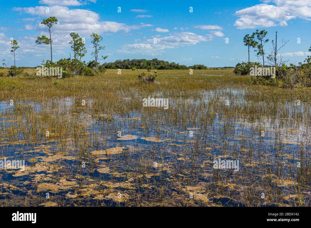 Typical view to the swamp of the Everglades National Park with ...