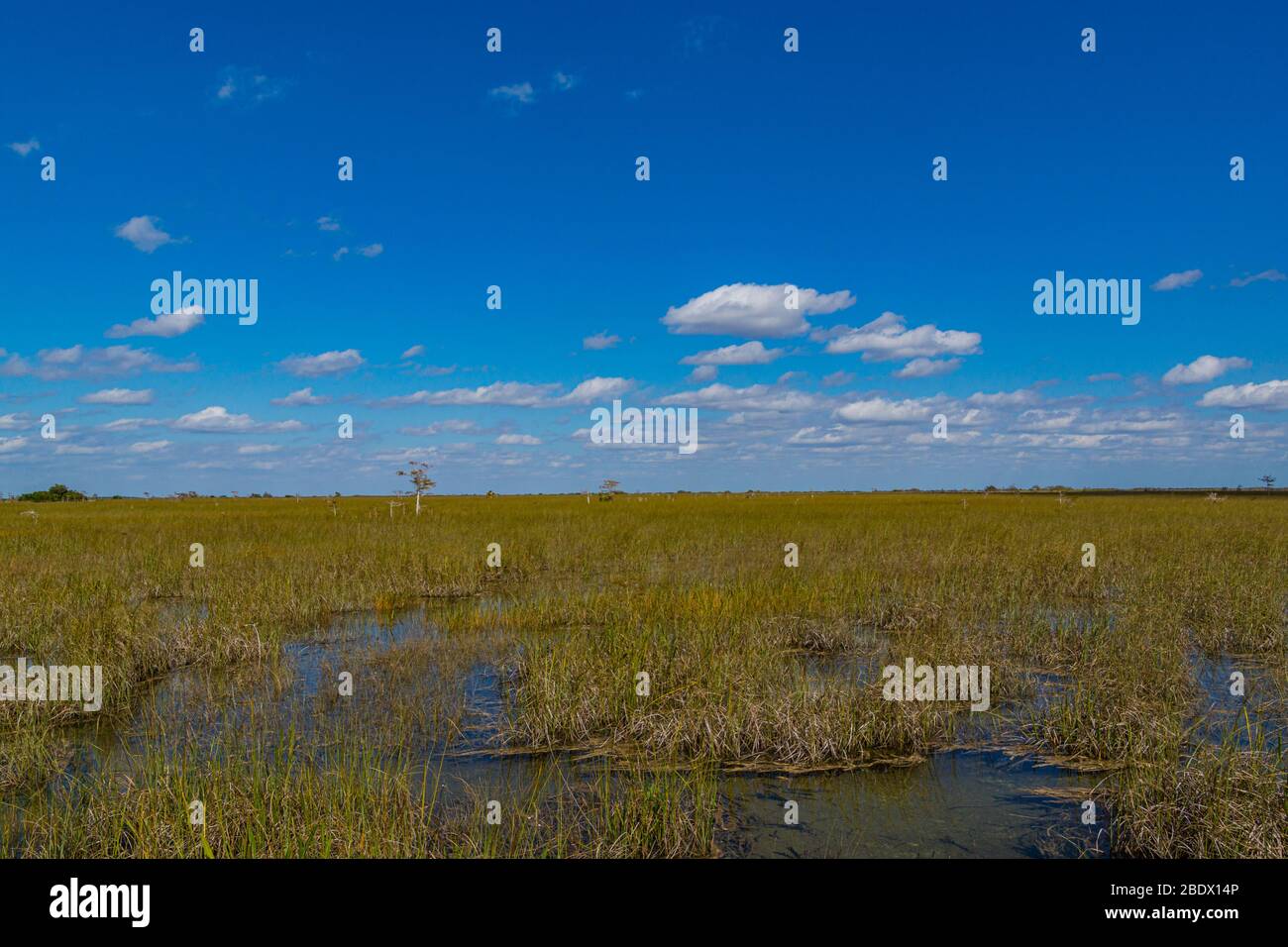 Typical everglades landscape hi-res stock photography and images - Alamy