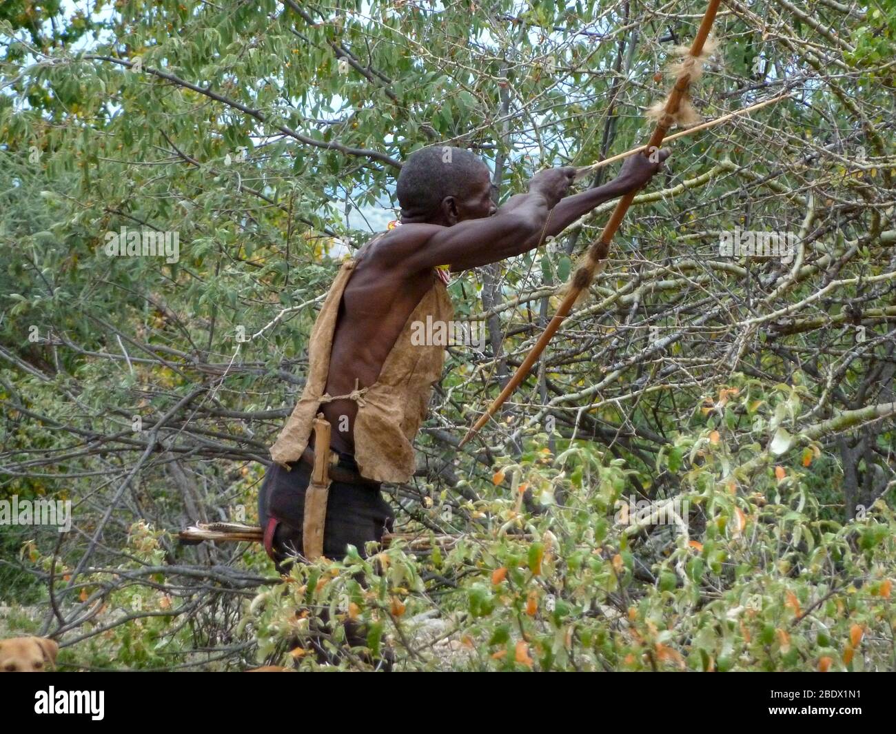 Hadza (Hadzabe) man aiming an arrow at a bird during a hunting ...
