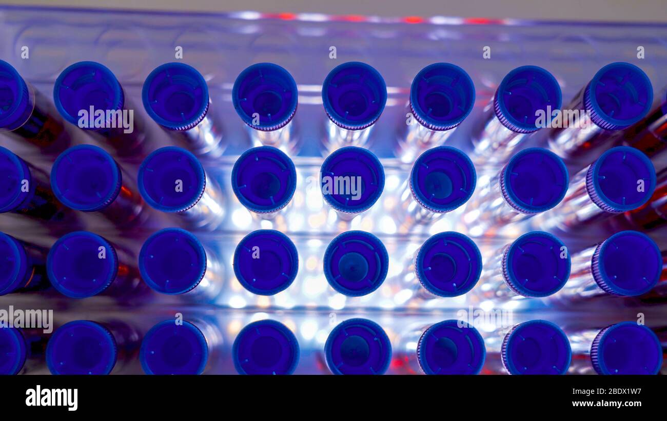 Top view of the blue colored cap of the test tubes inside the ...