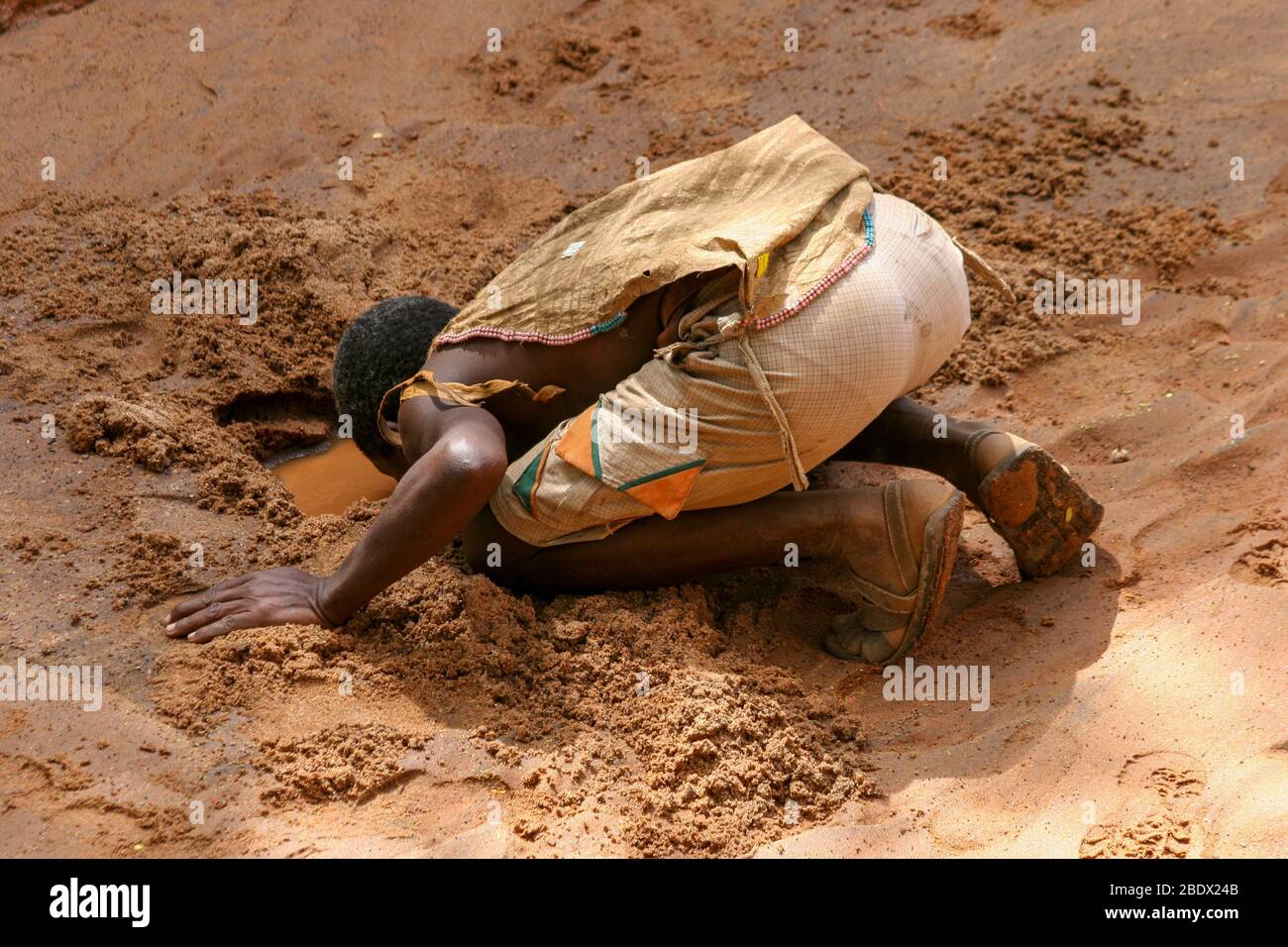 Hadza men drinking water from a muddy almost dry waterhole. Hadza are a ...