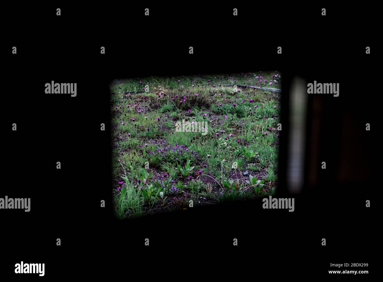 Wildflowers seen through a cabin window in The Dolomites in the Alto ...