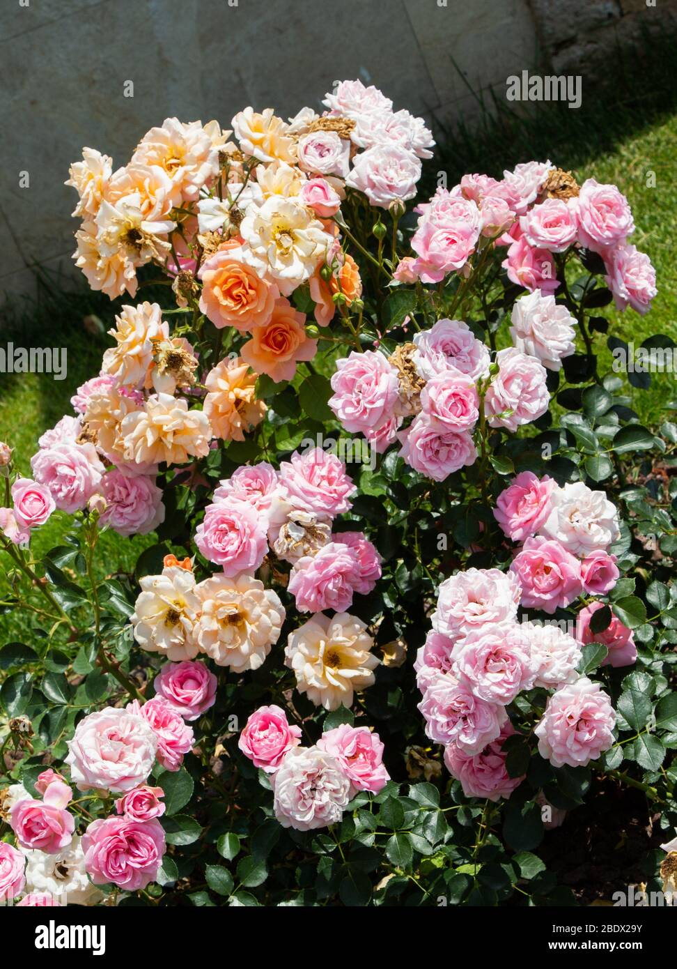 Pink and orange roses in a botanical park in Istanbul on display Stock ...