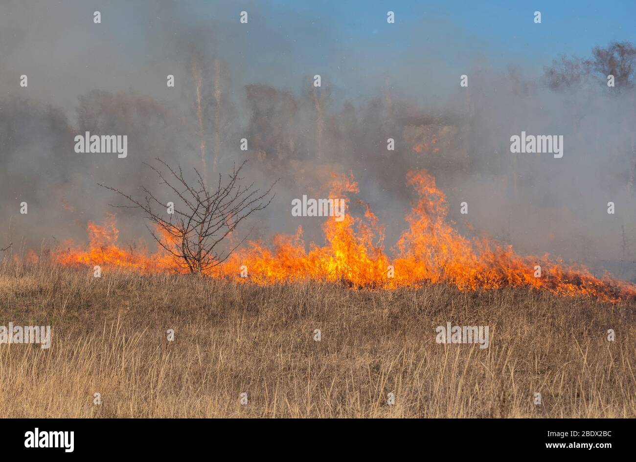fire in the steppe, the grass is burning destroying everything in its ...
