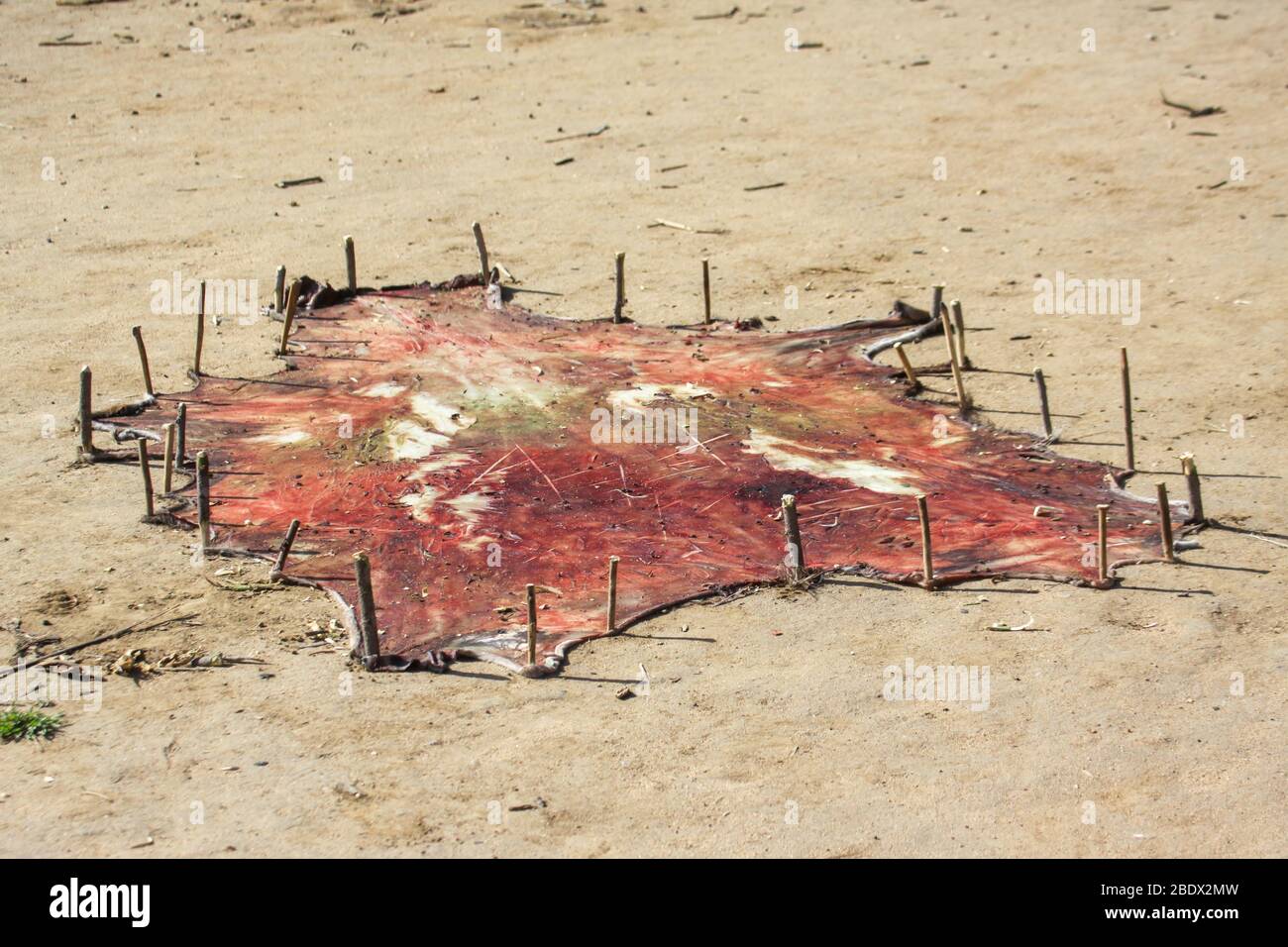 Hadzabe man curing leather from an antelope hide. Photographed at Lake ...