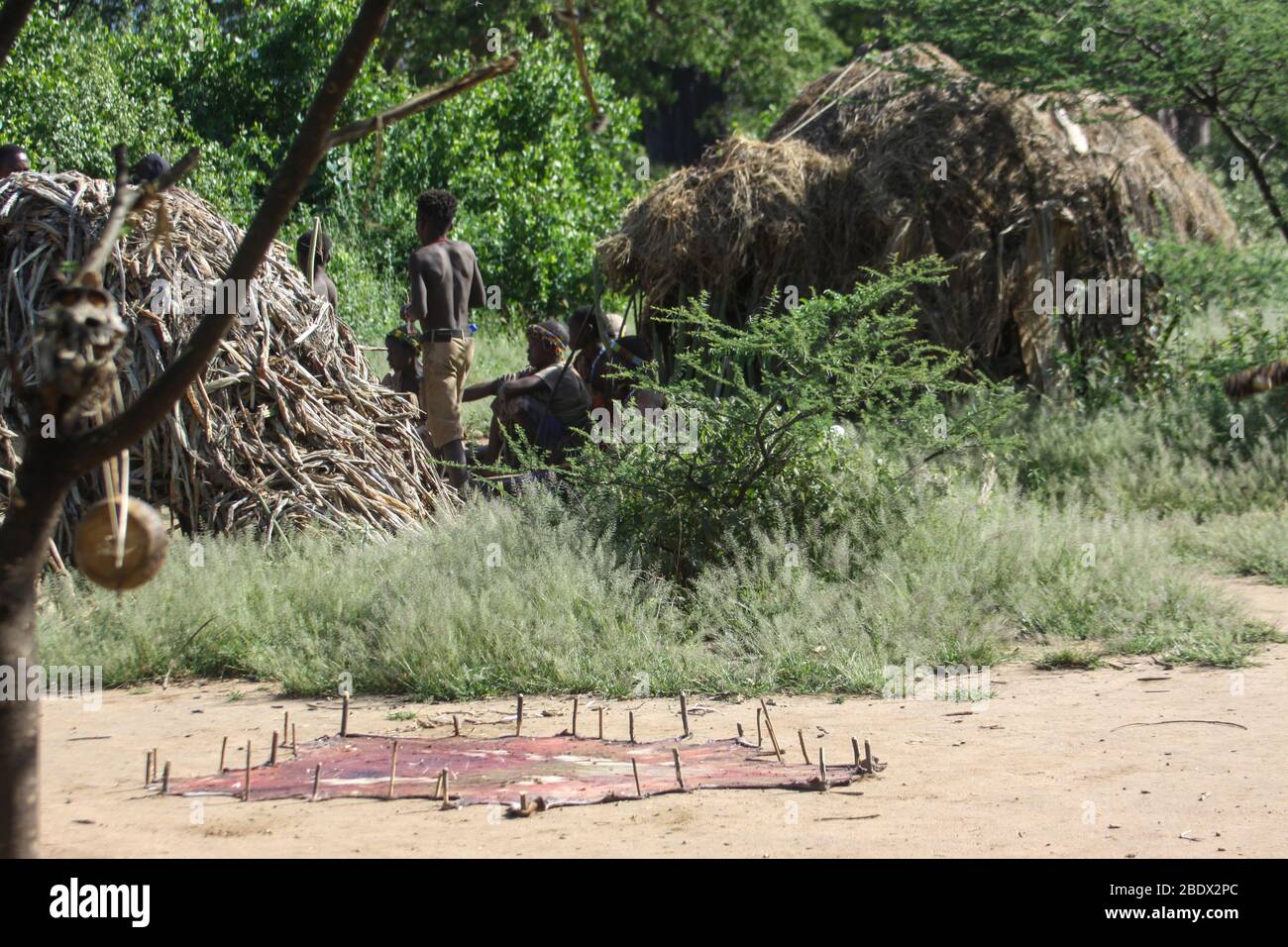 Hadzabe man curing leather from an antelope hide. Photographed at Lake ...