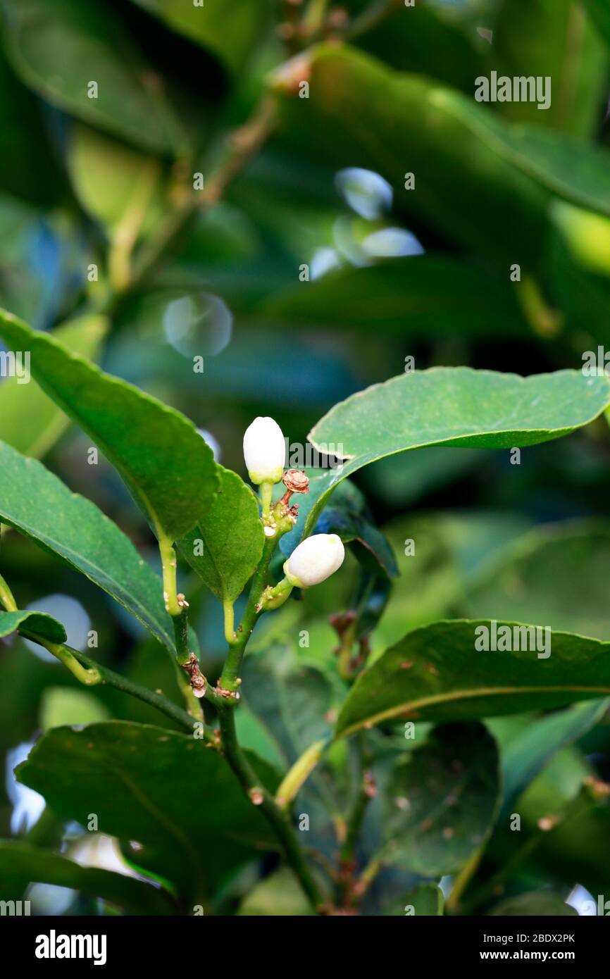 Lime tree blossoms hi-res stock photography and images - Alamy