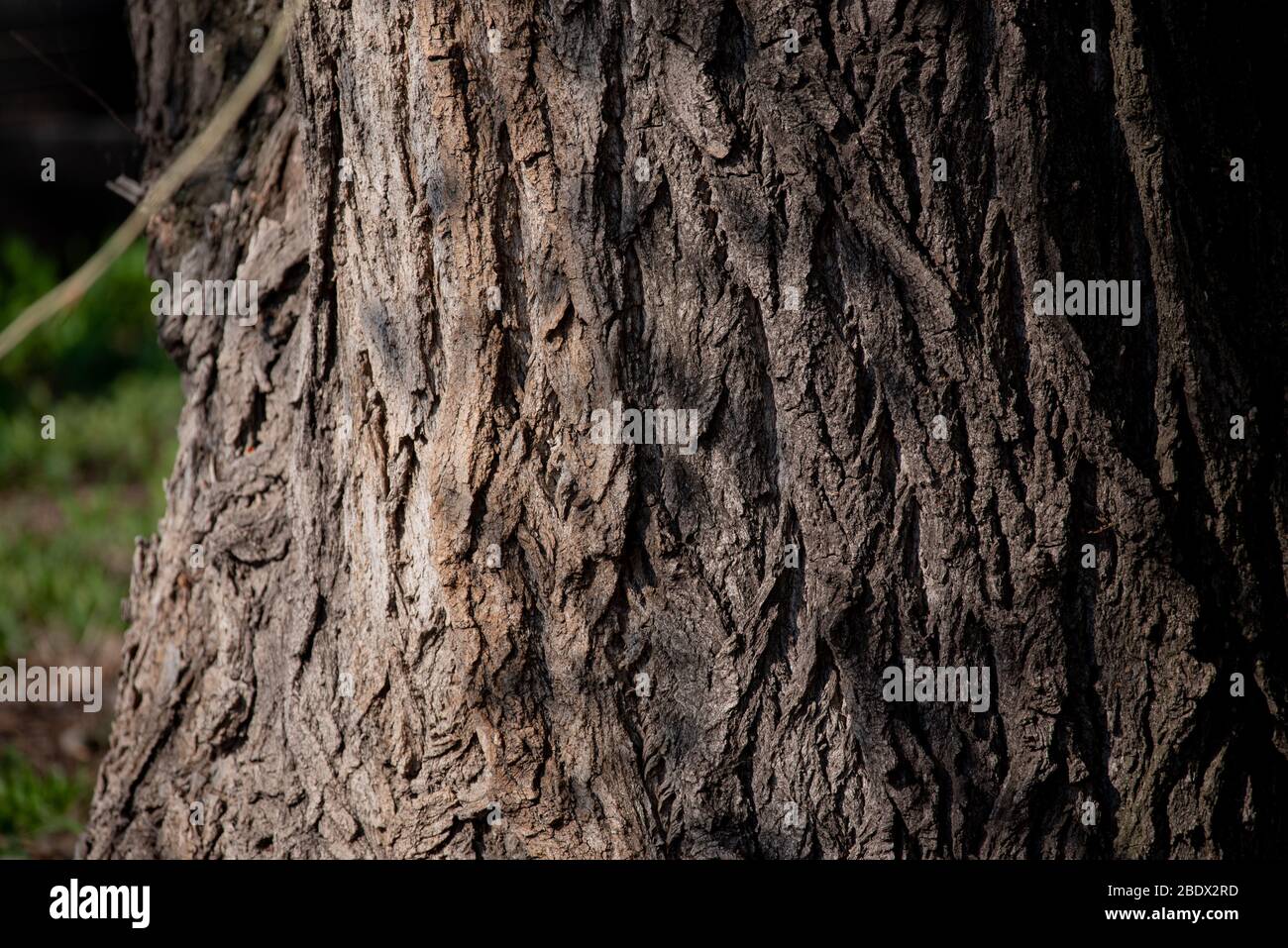 Old tree bark texture. Tree detail, texture Stock Photo - Alamy