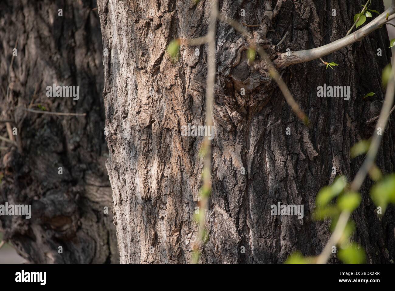 Old tree bark texture. Tree detail, texture Stock Photo - Alamy