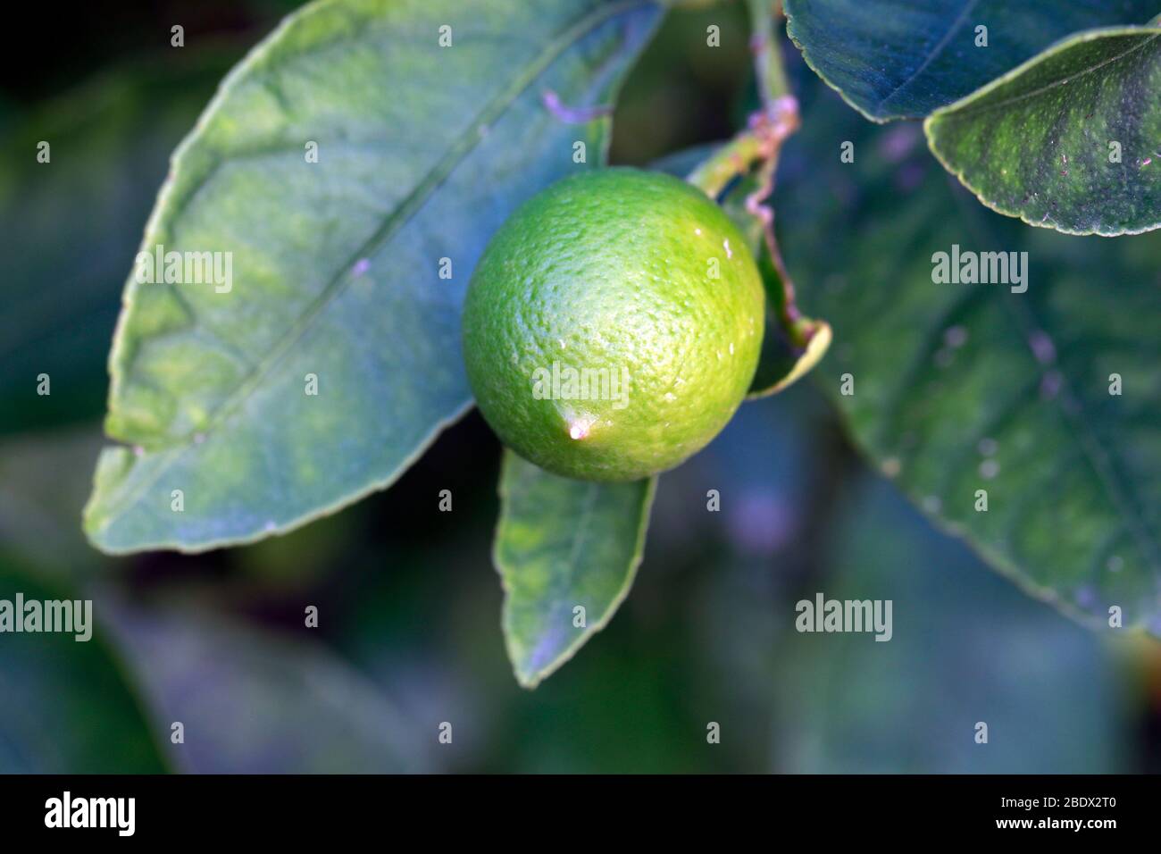 Fruits on Lime (Citrus) tree Stock Photo - Alamy