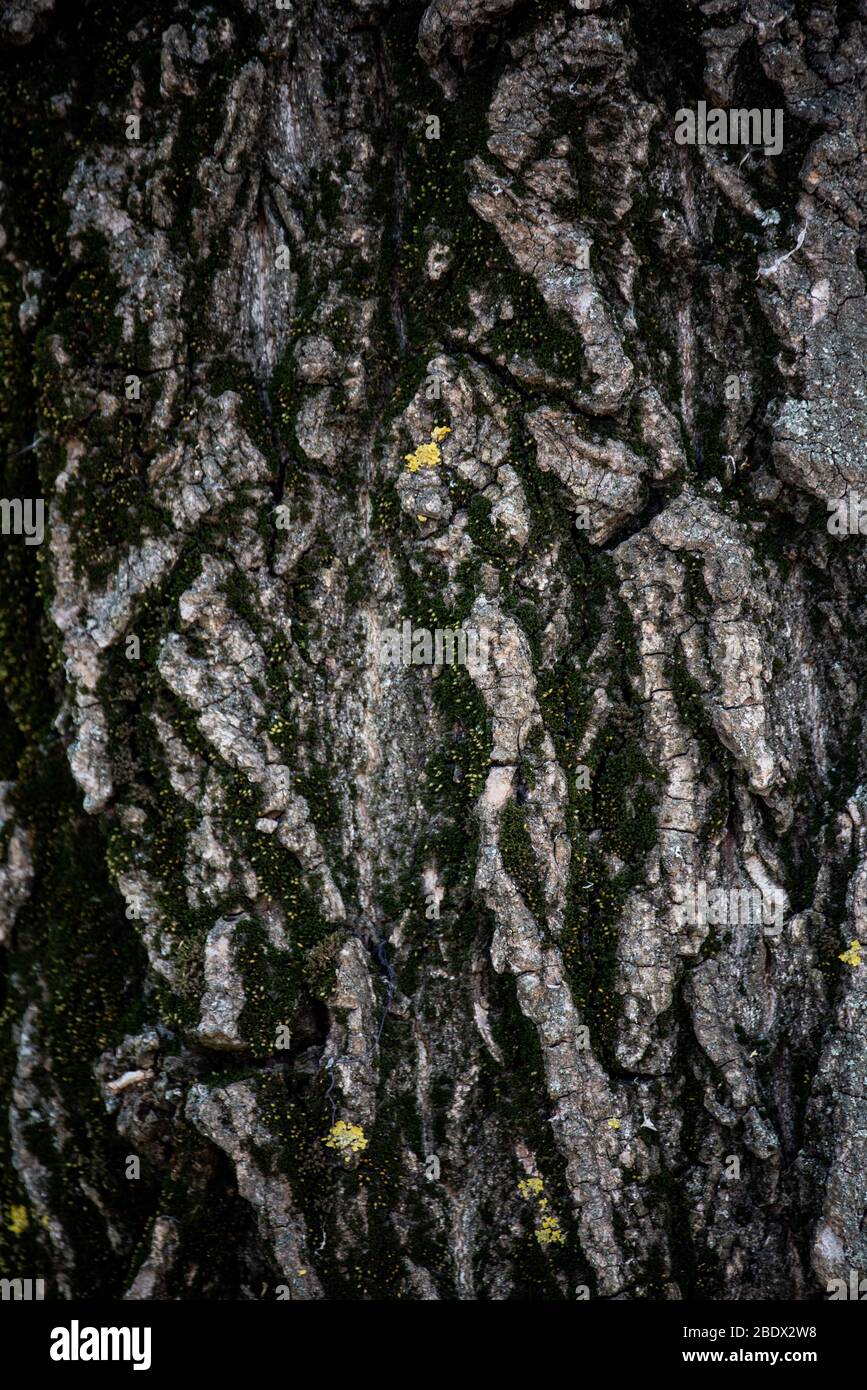 Old tree bark texture. Tree detail, texture Stock Photo - Alamy