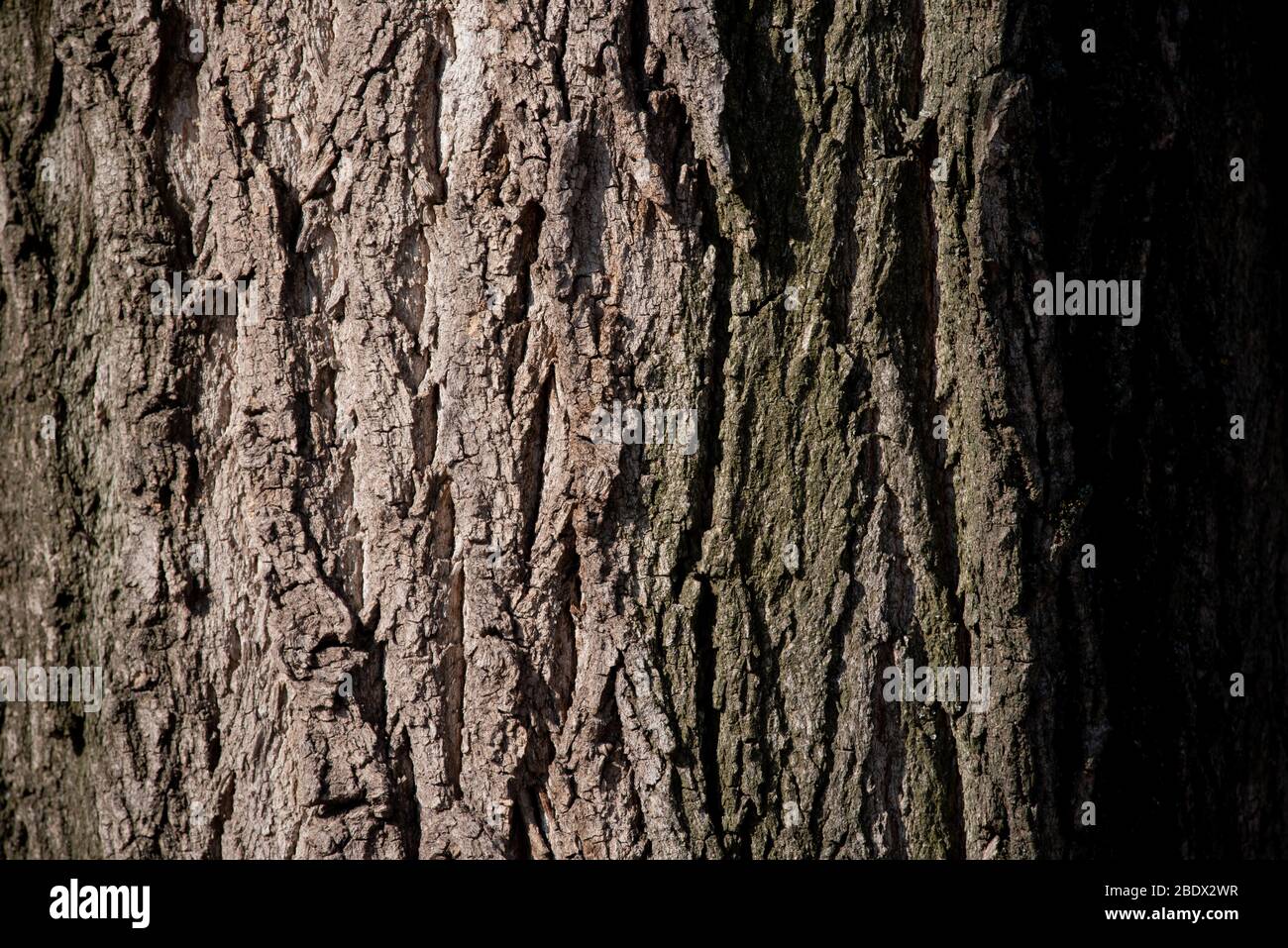 Old tree bark texture. Tree detail, texture Stock Photo - Alamy