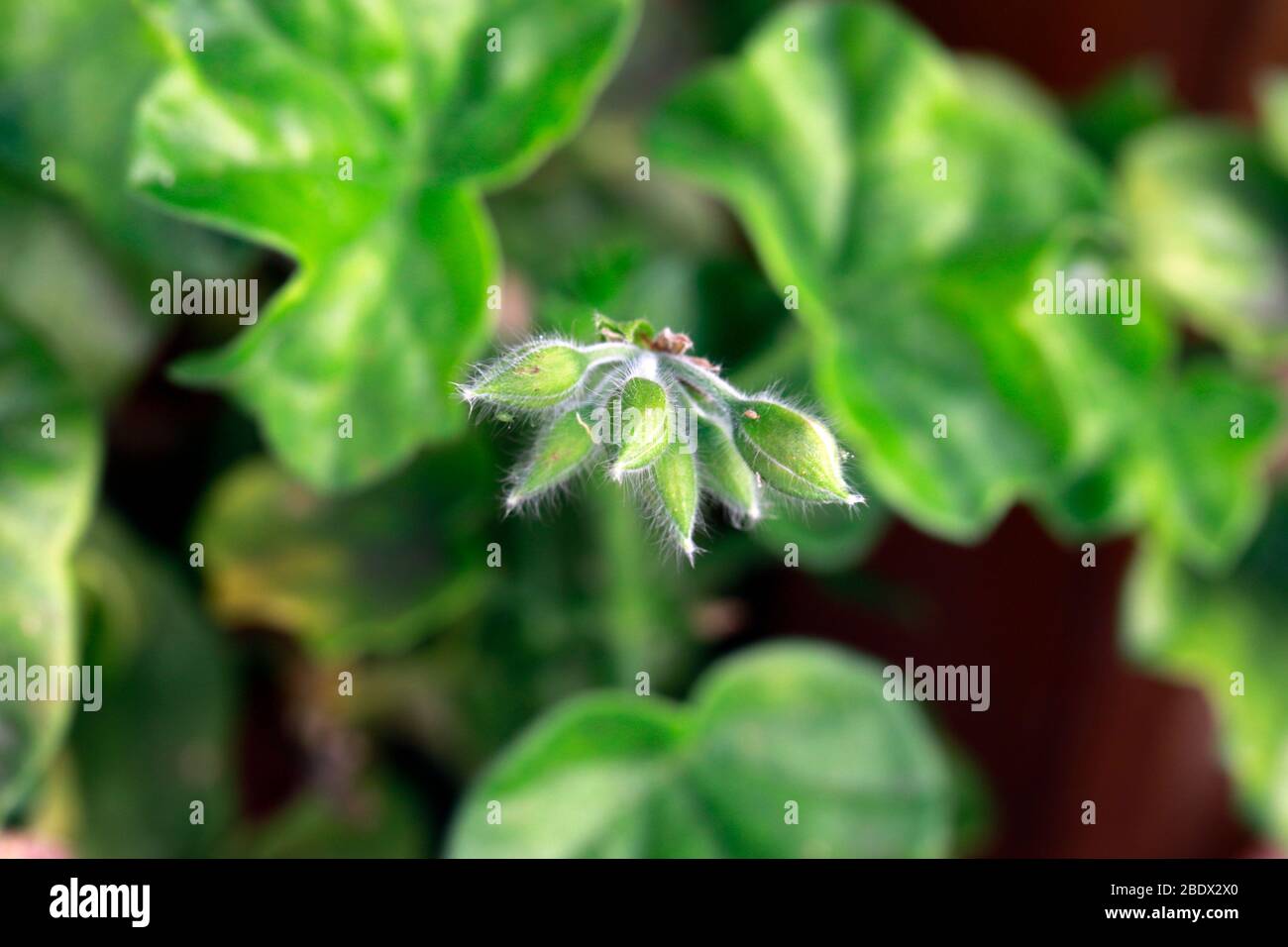 Undeveloped flower buds hi-res stock photography and images - Alamy