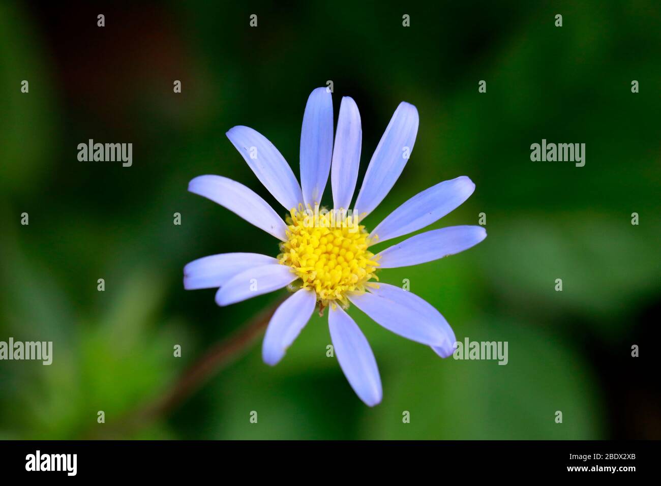 Blue daisy flower (Felicia aethiopica Stock Photo - Alamy