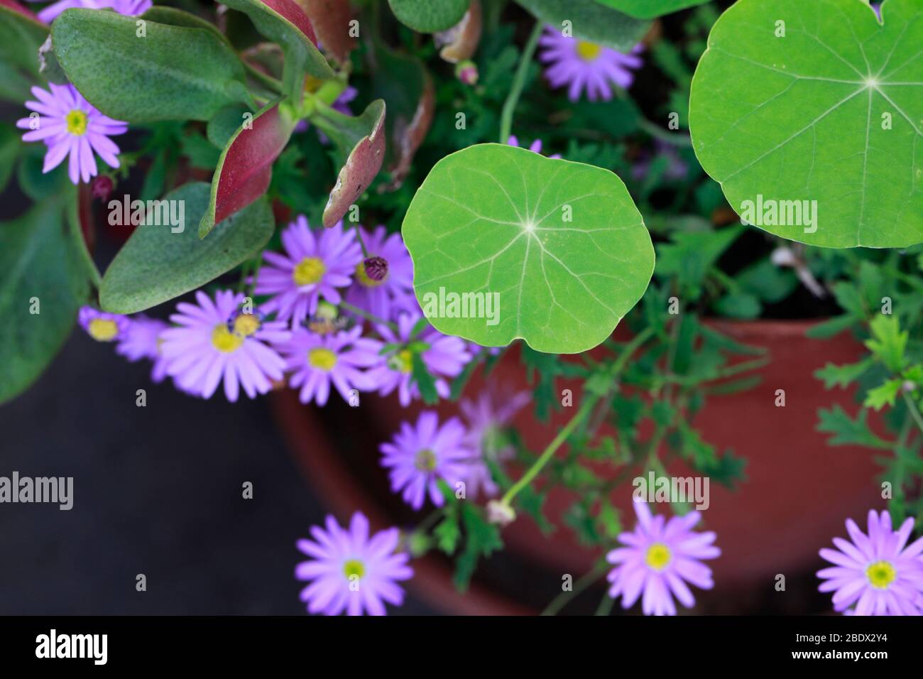 Mixed pot plants hi-res stock photography and images - Alamy