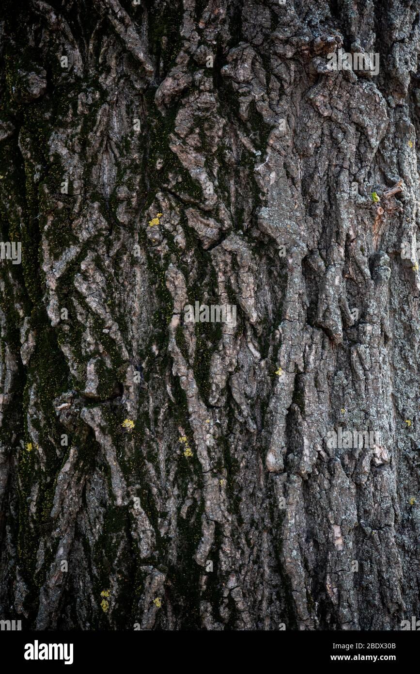 Old tree bark texture. Tree detail, texture Stock Photo - Alamy