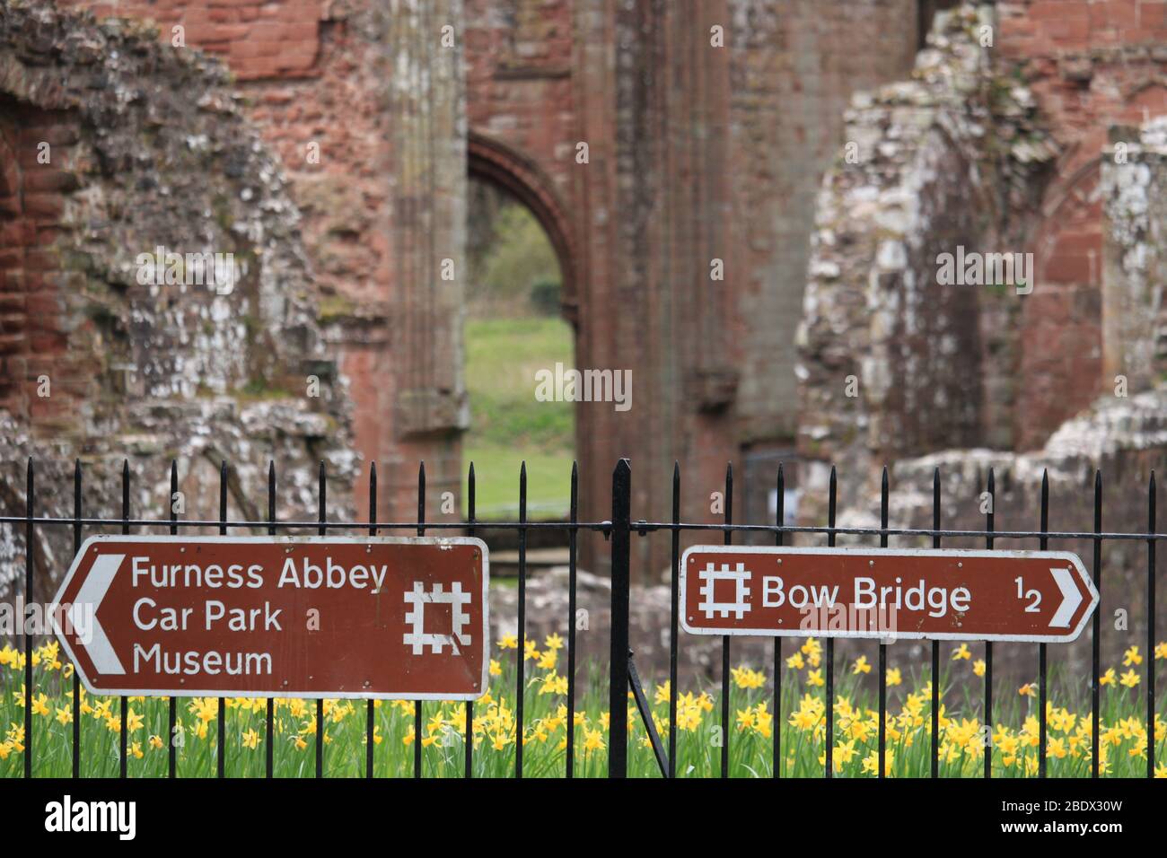 UK, England, spring daffodils 2020, furness abbey, barrow-in-furness ...