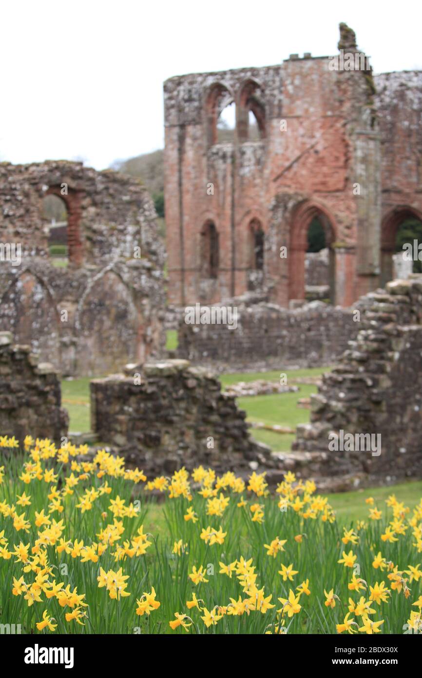 UK, England, spring daffodils 2020, furness abbey, barrow-in-furness ...