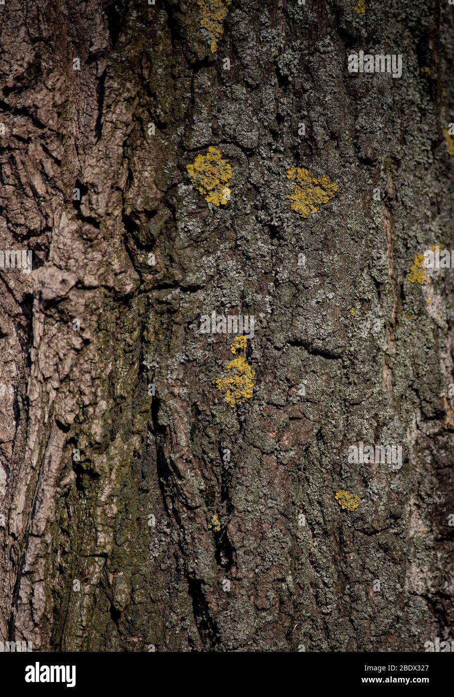 Old tree bark texture. Tree detail, texture Stock Photo - Alamy