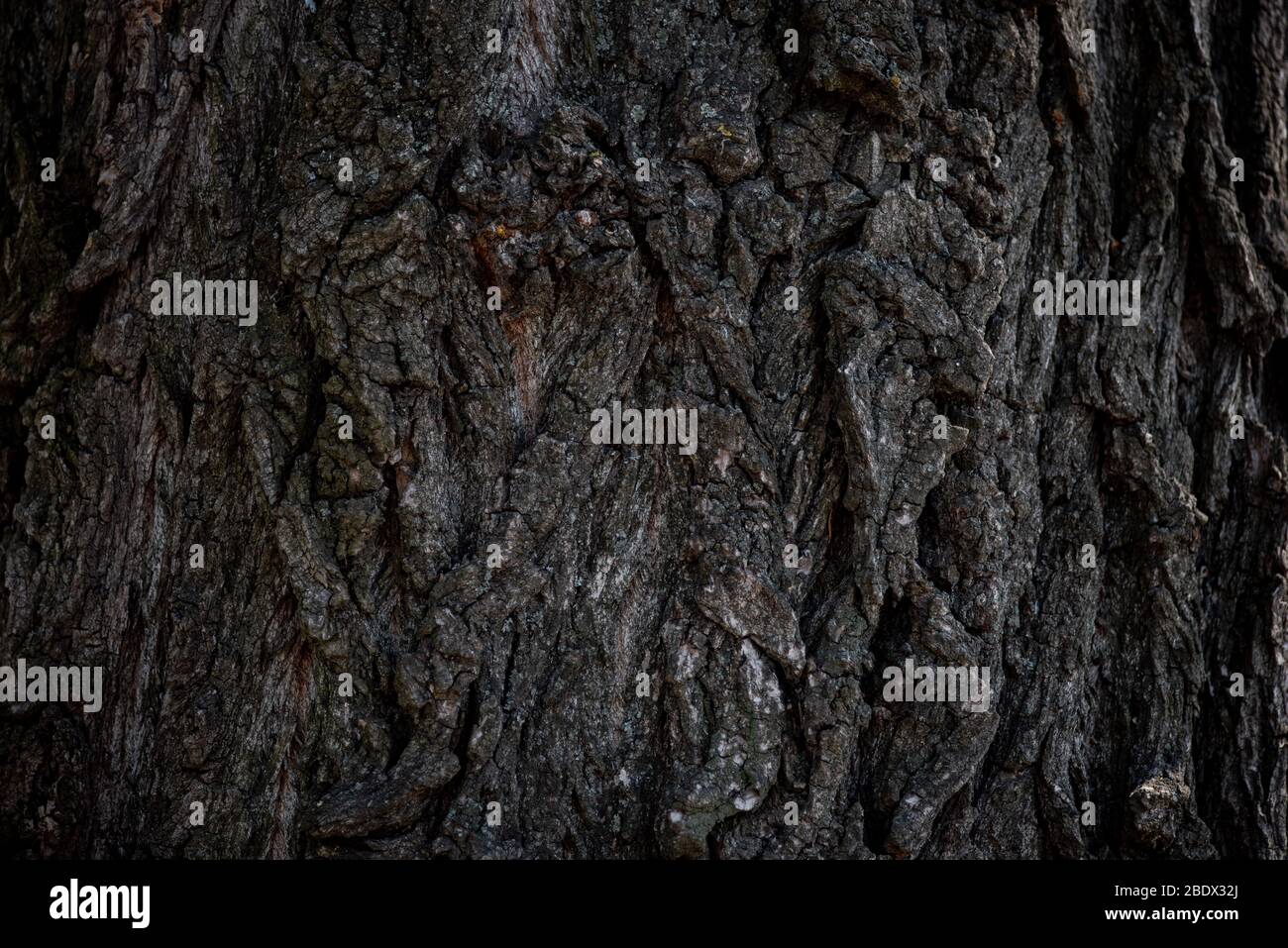 Old tree bark texture. Tree detail, texture Stock Photo - Alamy
