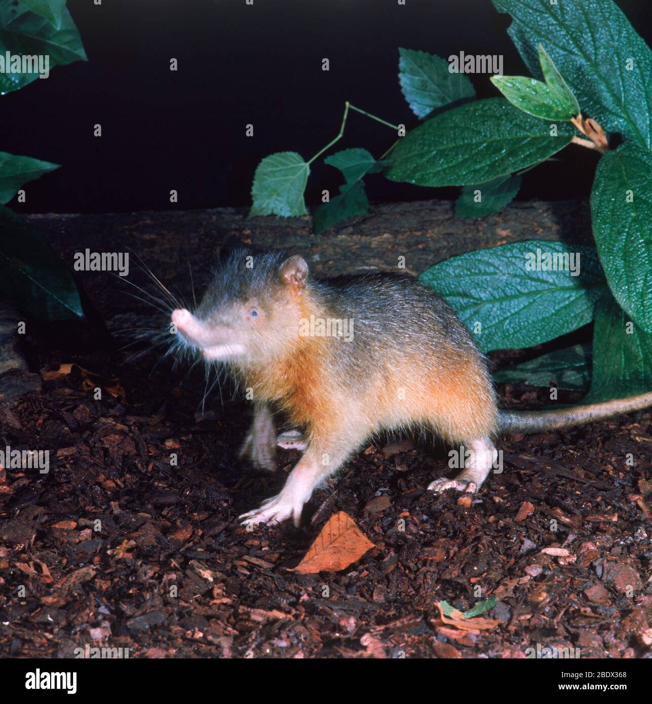 Solenodons hi-res stock photography and images - Alamy