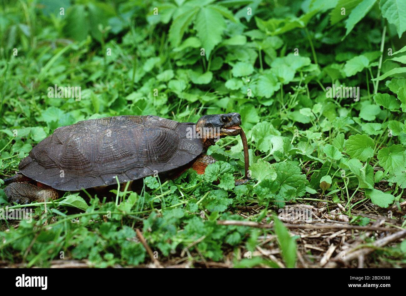 Wood turtle eating earthworm Stock Photo - Alamy