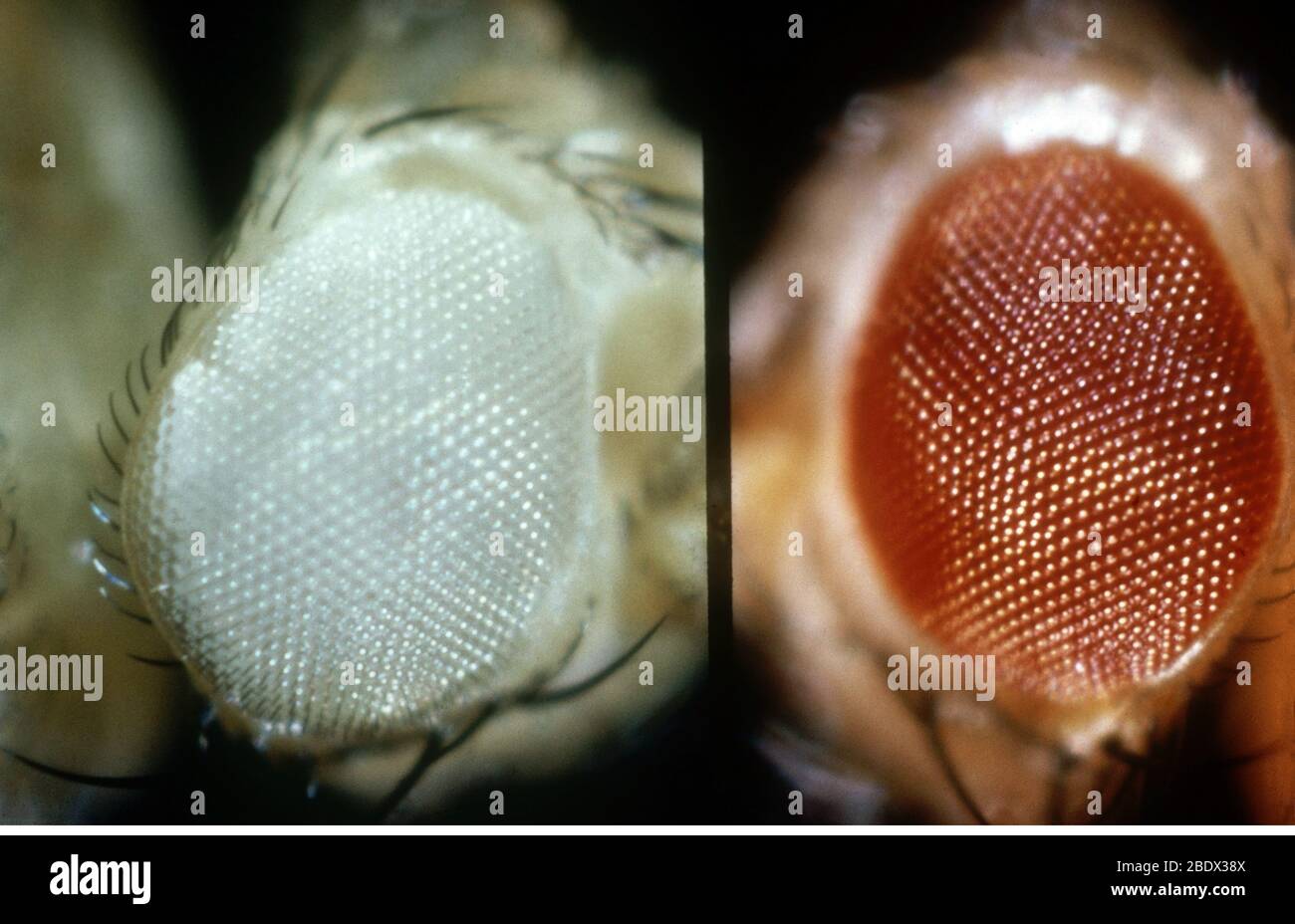 White eyed fruit fly hi-res stock photography and images - Alamy