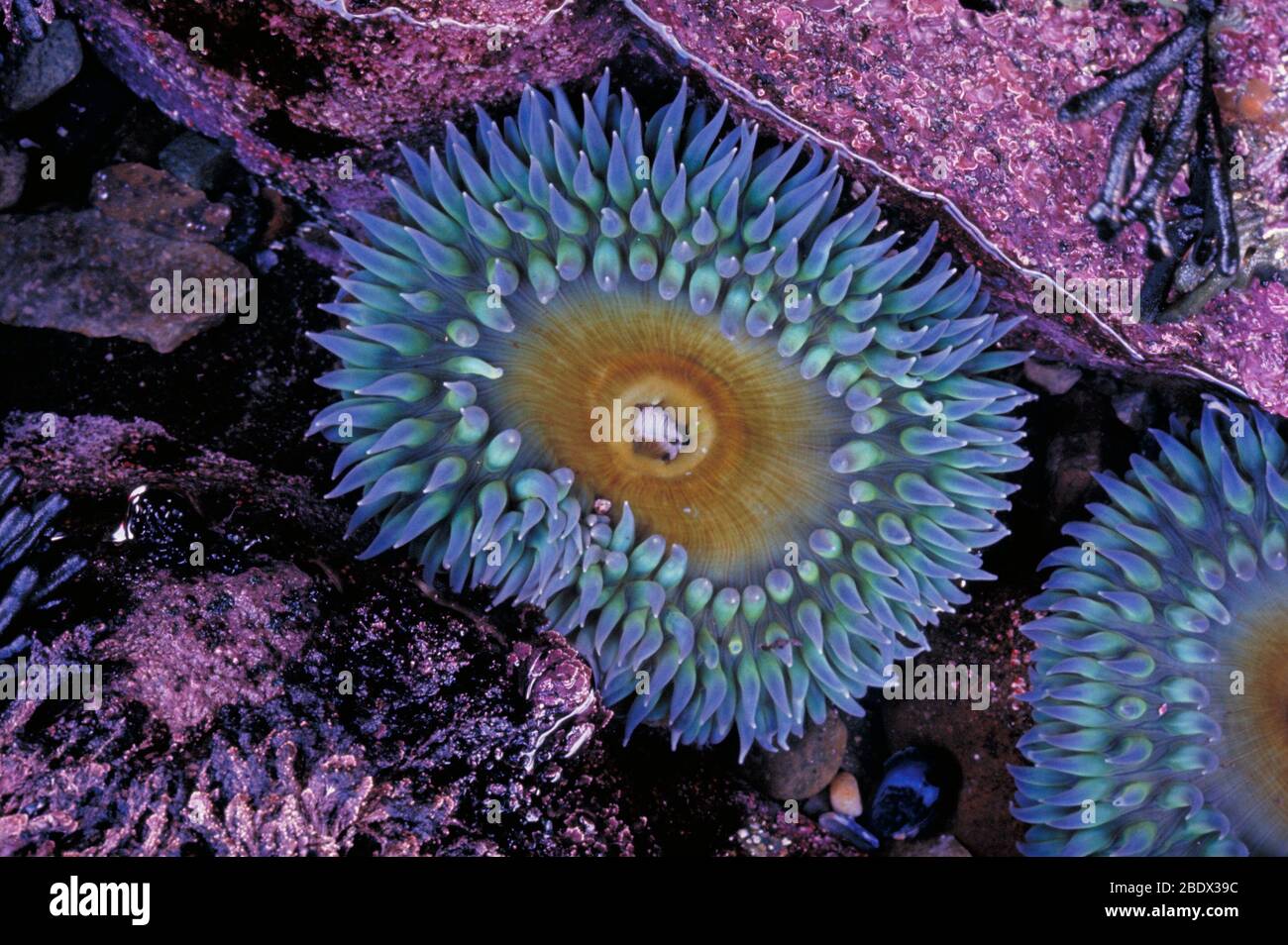 Cnidaria sea anemones hi-res stock photography and images - Alamy