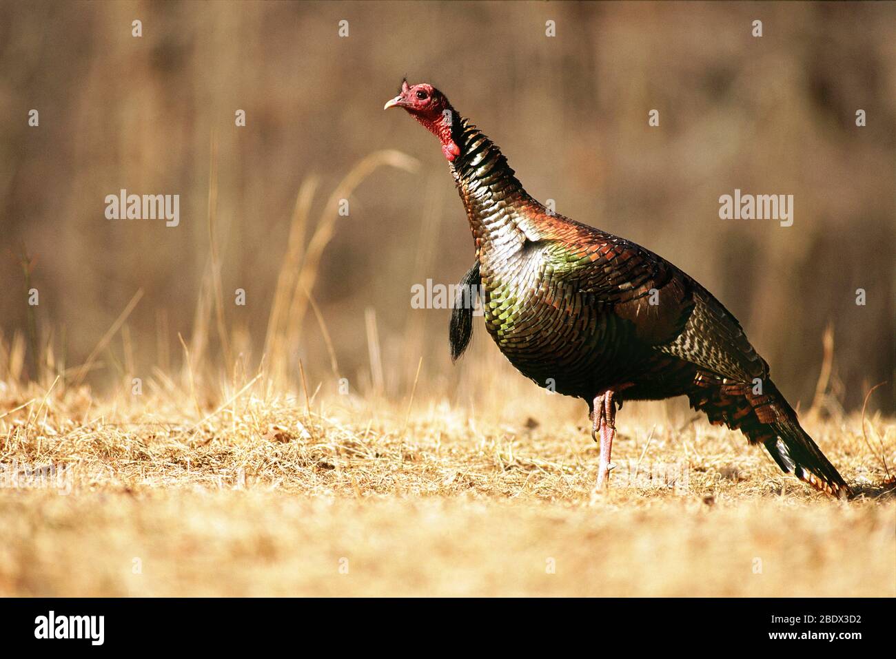 Birds of turkey hi-res stock photography and images - Alamy