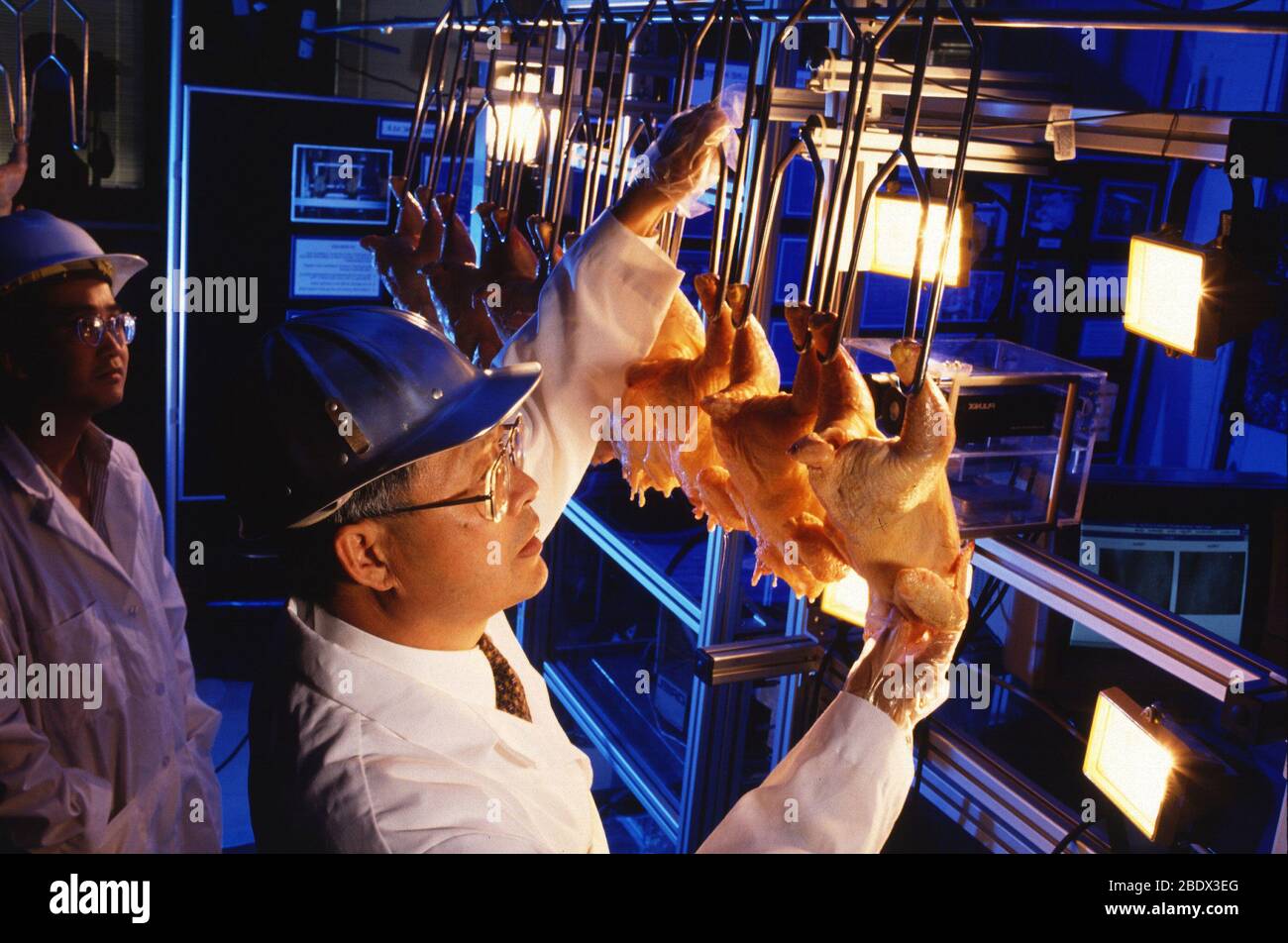 Chicken inspector hi-res stock photography and images - Alamy