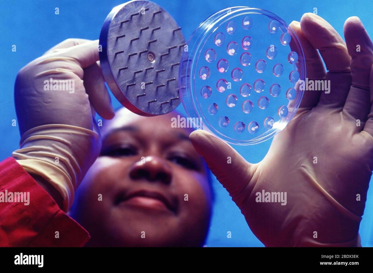 Bacillus thuringiensis bacteria hi-res stock photography and images - Alamy