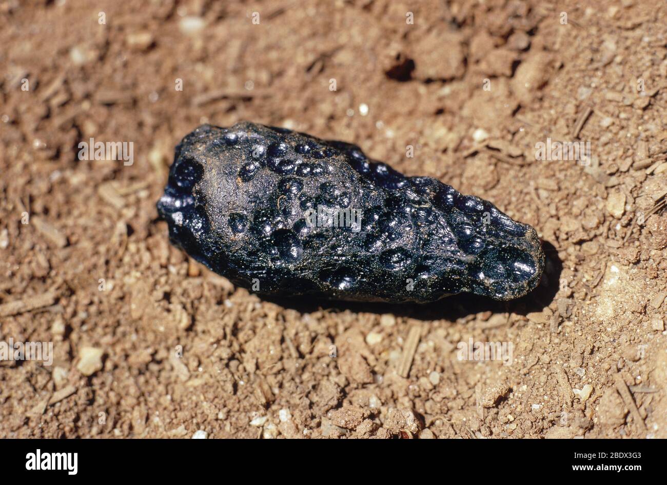 Tektite hi-res stock photography and images - Alamy