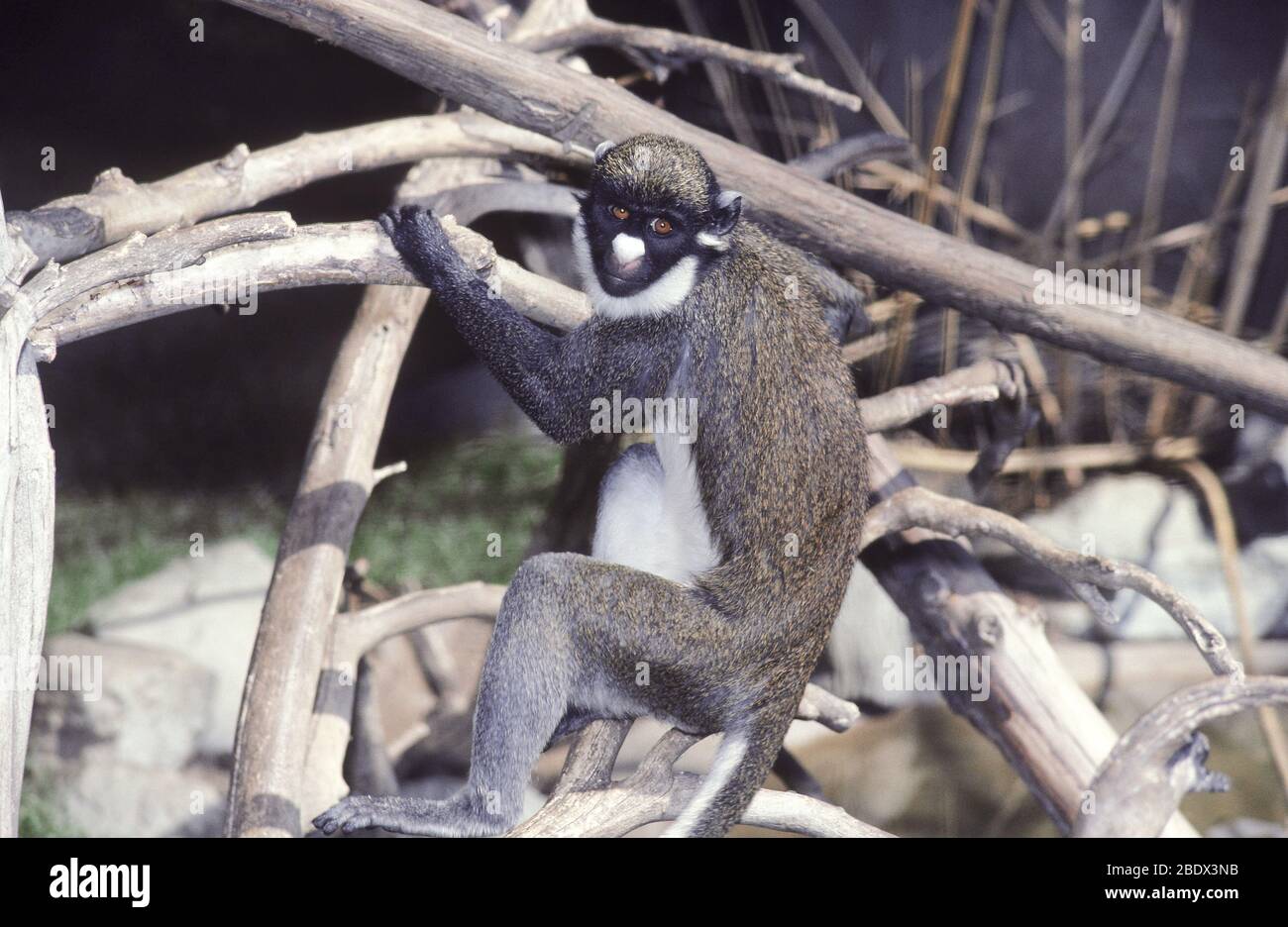 Spot nosed guenons hi-res stock photography and images - Alamy