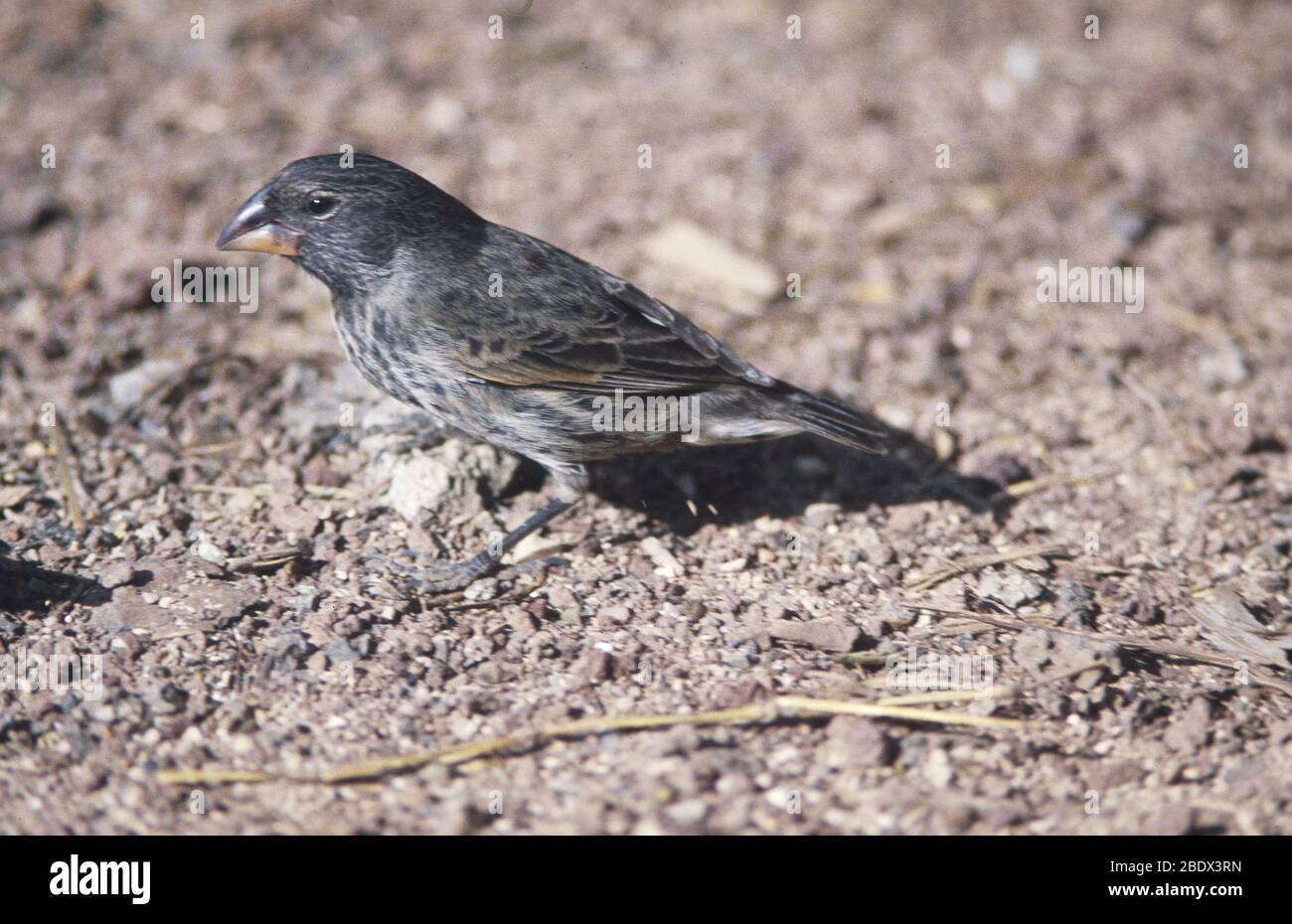 Medium Ground Finch Stock Photo - Alamy