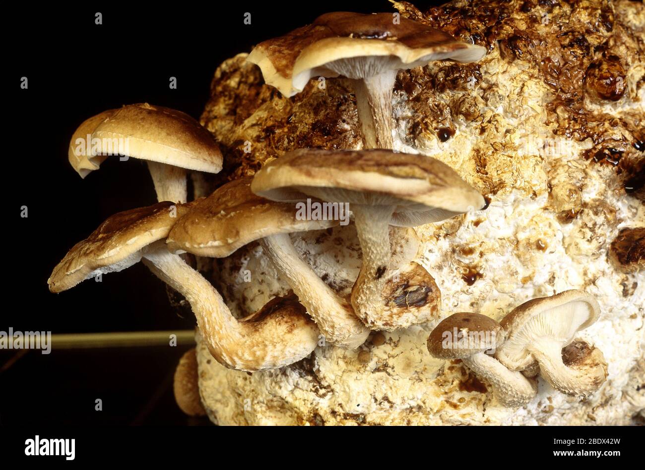 Growing shitake mushroom hi-res stock photography and images - Alamy