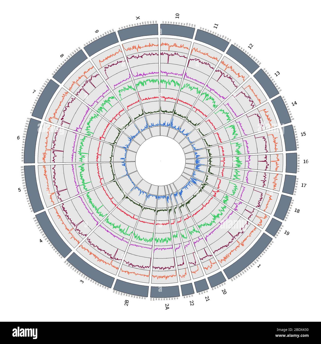 Circos, Circular Genome Map, Orangutan Stock Photo - Alamy