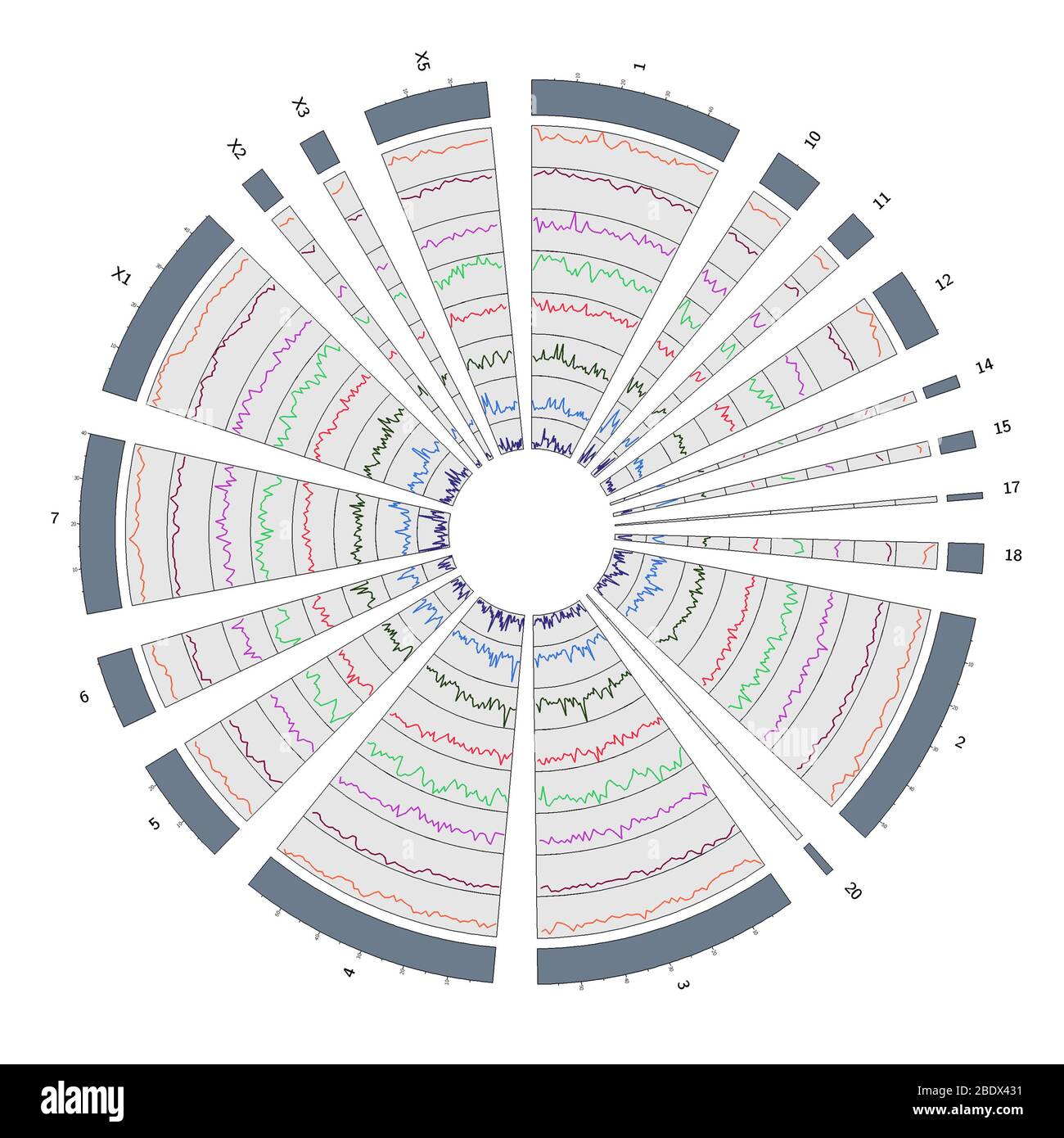 Circos, Circular Genome Map, Platypus Stock Photo - Alamy