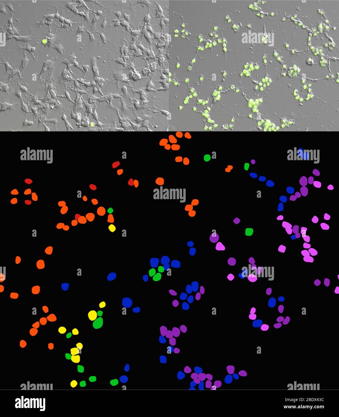 Cell death wave using c dots hi-res stock photography and images - Alamy