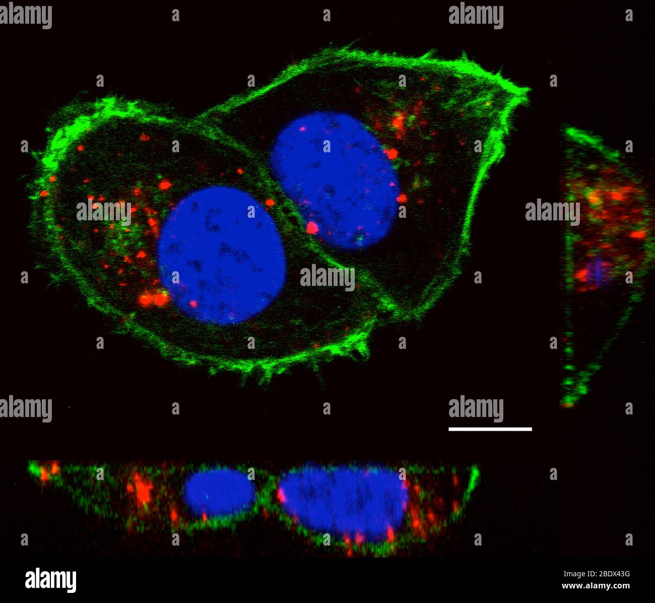 Confocal microscopy hi-res stock photography and images - Alamy