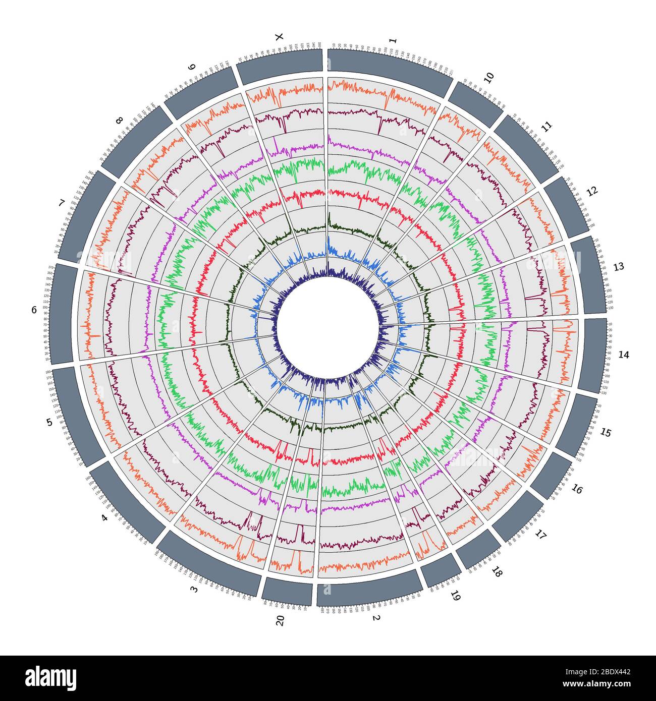 Circos, Circular Genome Map, Macaque Stock Photo - Alamy