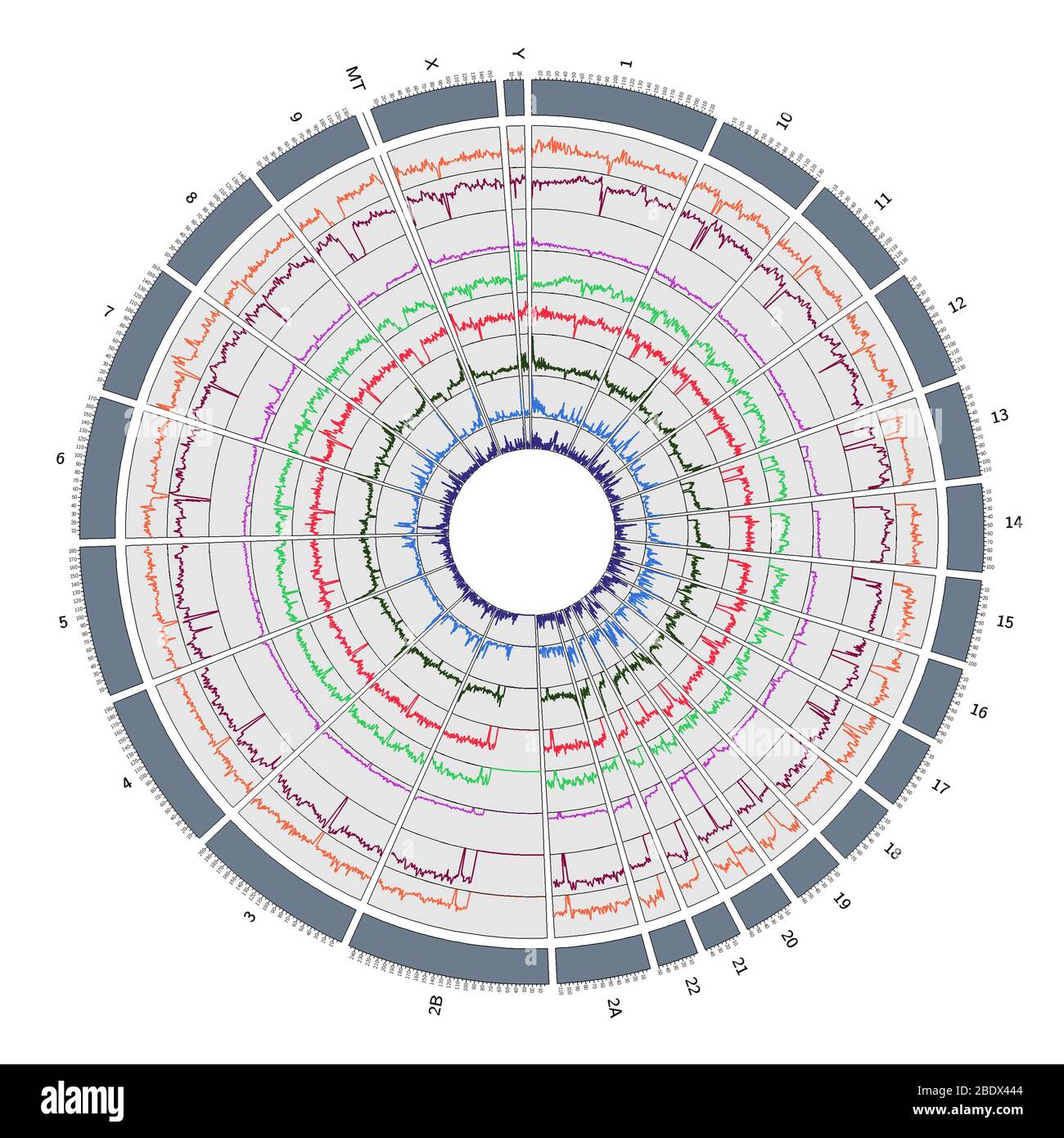 Circos, Circular Genome Map, Chimp Stock Photo - Alamy