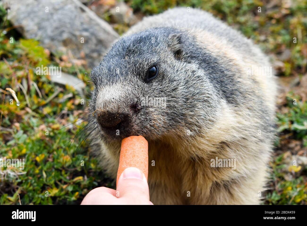 Alpine Marmot (Marmota marmota) gets feeded with a carrot Stock Photo - Alamy