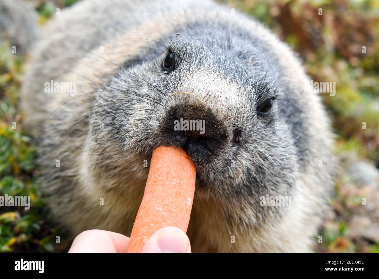 Alpine Marmot (Marmota marmota) gets feeded with a carrot Stock Photo - Alamy