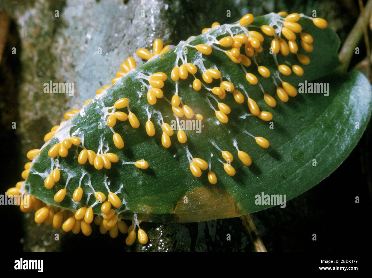 Myxamoeba hi-res stock photography and images - Alamy