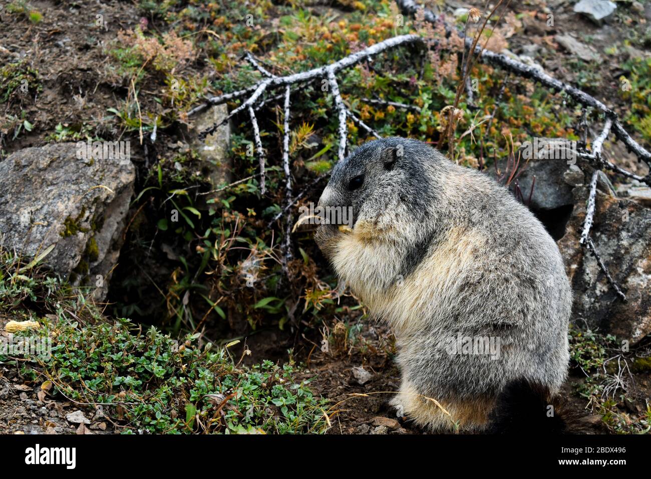 Alpine Marmot (Marmota marmota) in natural habitat Stock Photo - Alamy