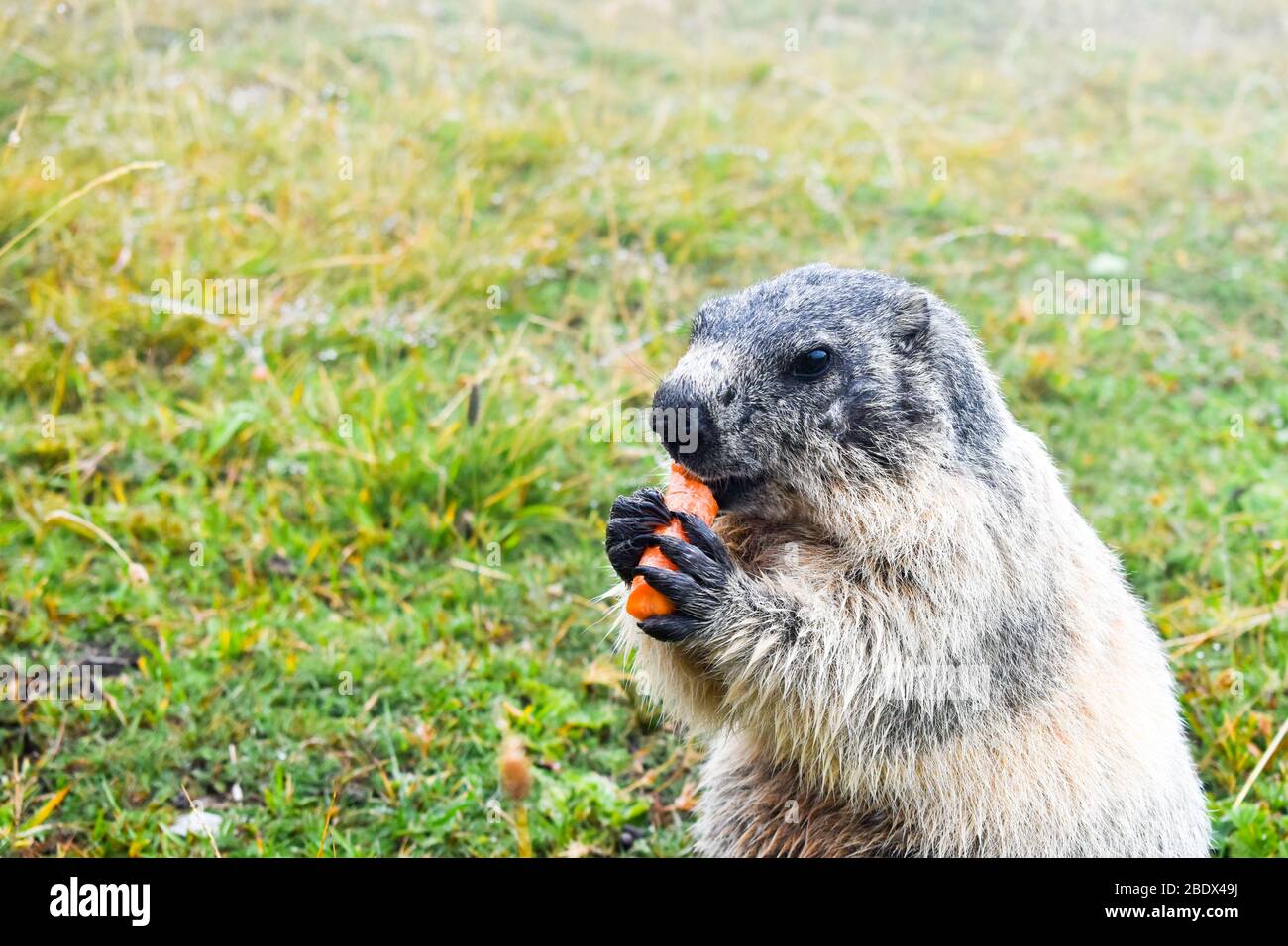 Alpine Marmot (Marmota marmota) gets feeded with a carrot Stock Photo - Alamy