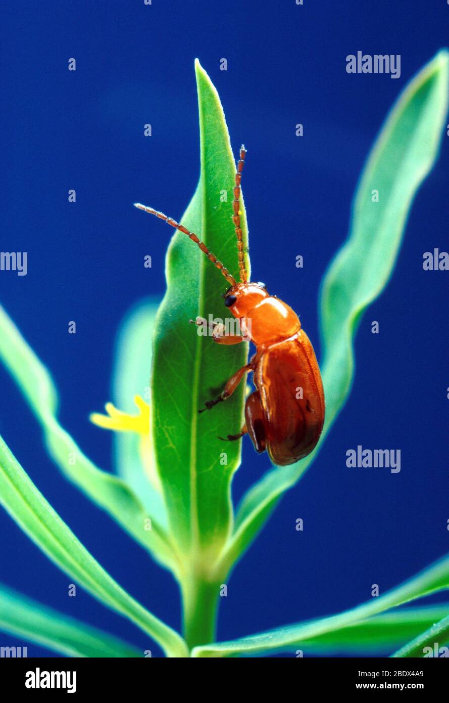 Aphthona flava flea beetles hi-res stock photography and images - Alamy